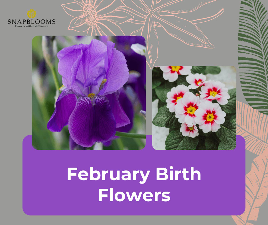 February Birth Flowers The Violet Iris And Primrose SnapBlooms Blogs February Birth Flowers The Violet Iris And Primrose SnapBlooms Blogs