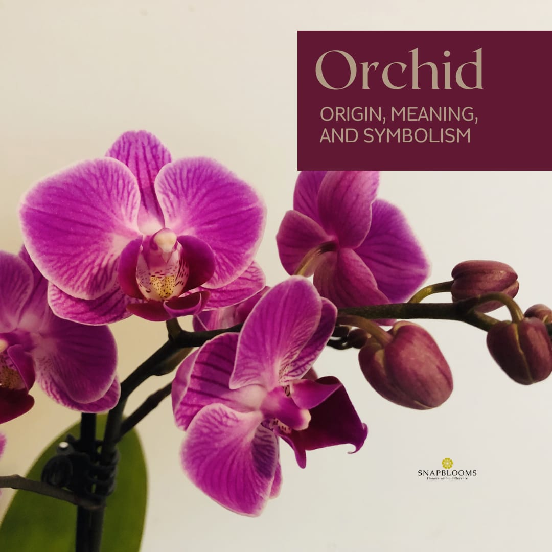 Orchids : Origin, Meaning, and Symbolism - SnapBlooms Blogs