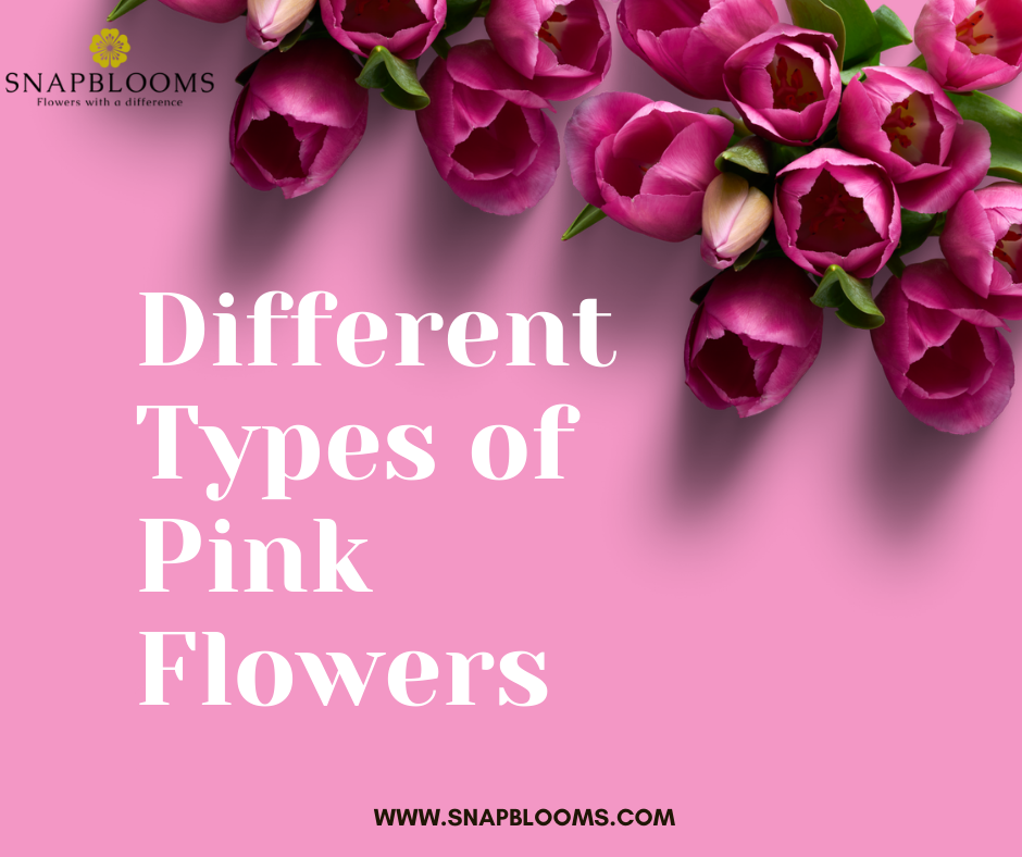 30 Different Types of Pink Flowers with Names And Pictures - SnapBlooms ...