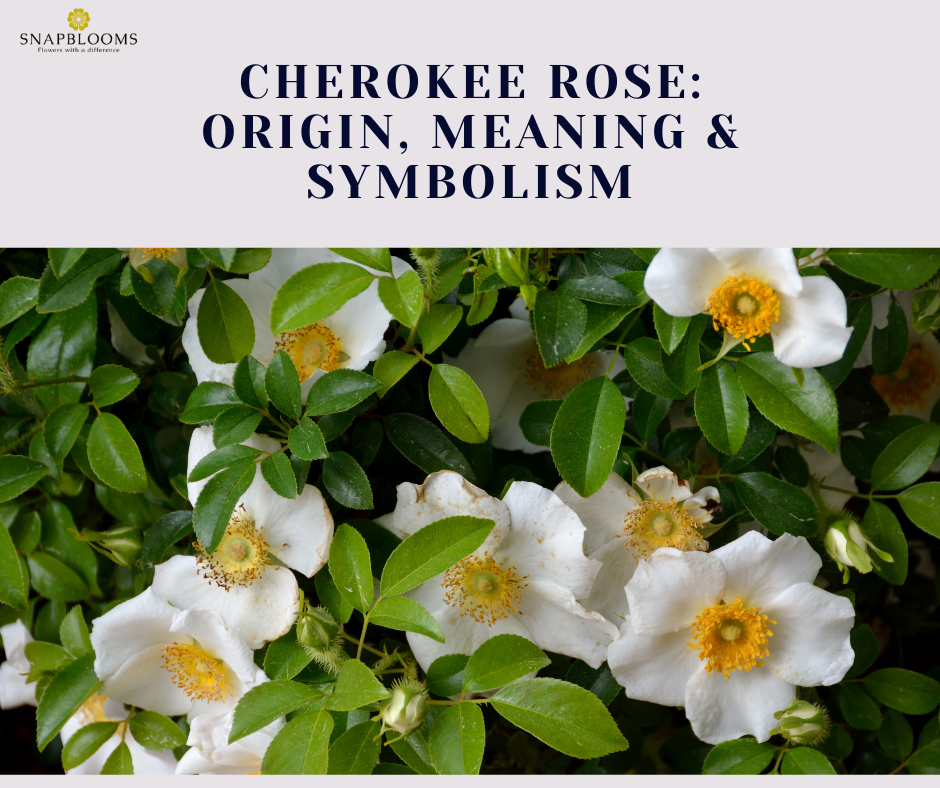 Cherokee Rose: Origin, Meaning & Symbolism - SnapBlooms Blogs