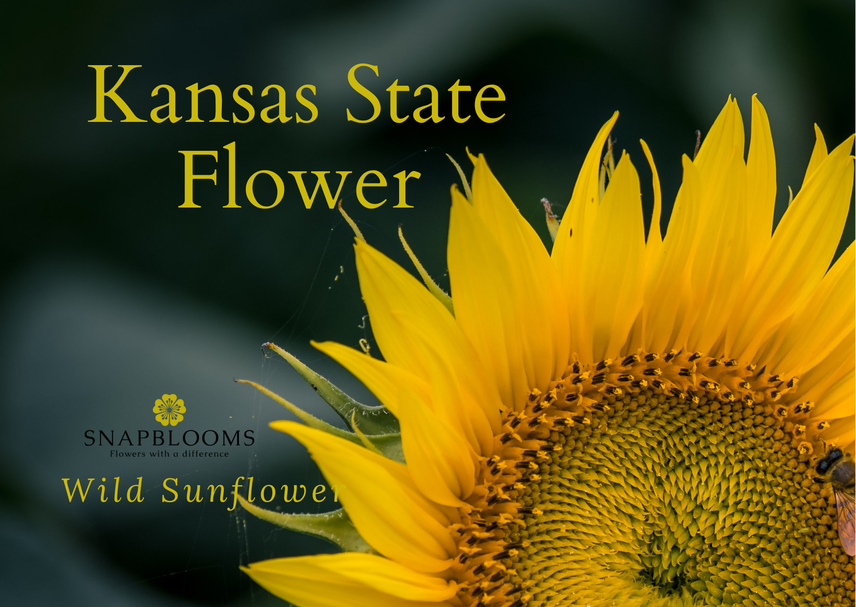Kansas State Flower - Wild Sunflower - SnapBlooms Blogs