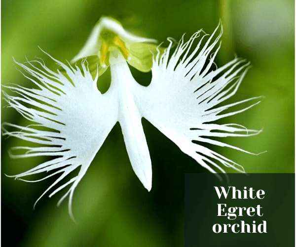 weird looking flowers