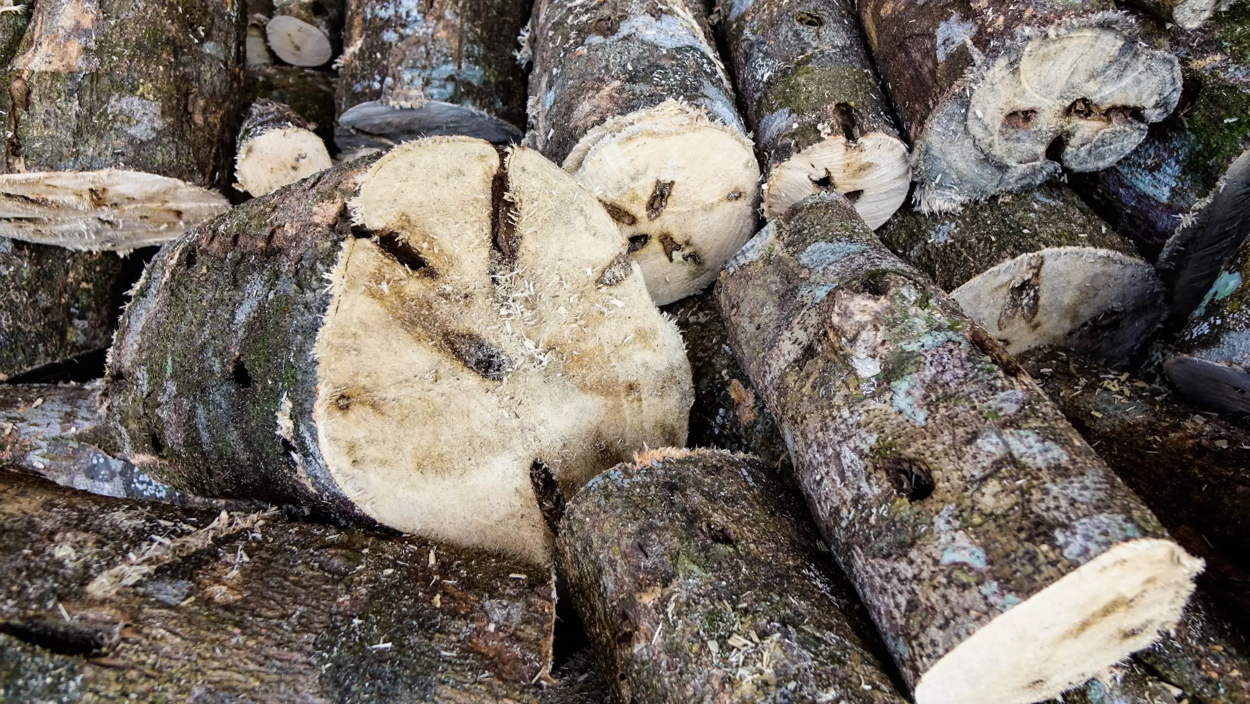 #1 Discovering the Origin and Uses of Agarwood from History to Now