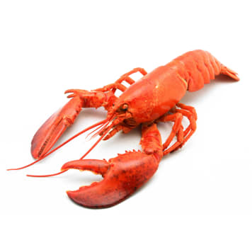 Homar kanadyjski, świeży 600 g - Frisco Fish - Frisco.pl