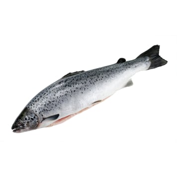 FRISCO FISH Łosoś Jurajski patroszony 2000-3000g 2.5 kg - Frisco.pl