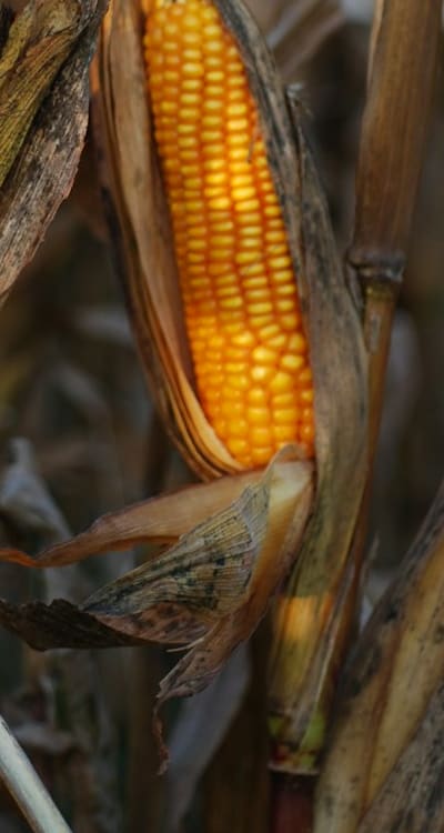 Discover 10 Fascinating Monocot Seed Examples for Organic Gardening ...