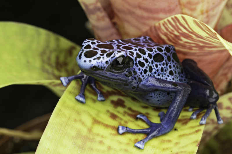 Amazing Animals You May Encounter in the Amazon