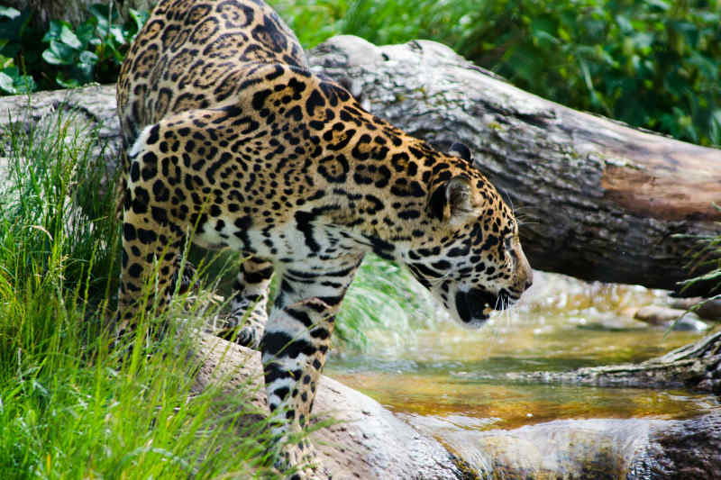 Amazing Animals You May Encounter in the Amazon