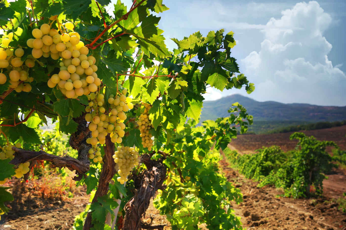 Three Must-see Cities of Champagne | Great Value Holidays