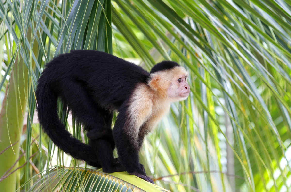 Costa Rica Jungle Vacation Packages | Costa Rica: Jungles and Java ... Costa Rica Jungle Vacation Packages | Costa Rica: Jungles and Java ...