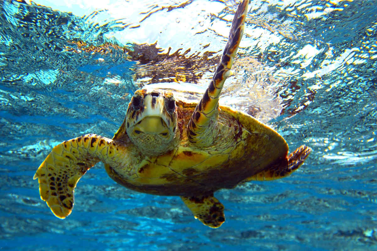 Florida Keys: Marathon Getaway - Vacation Package & Tour