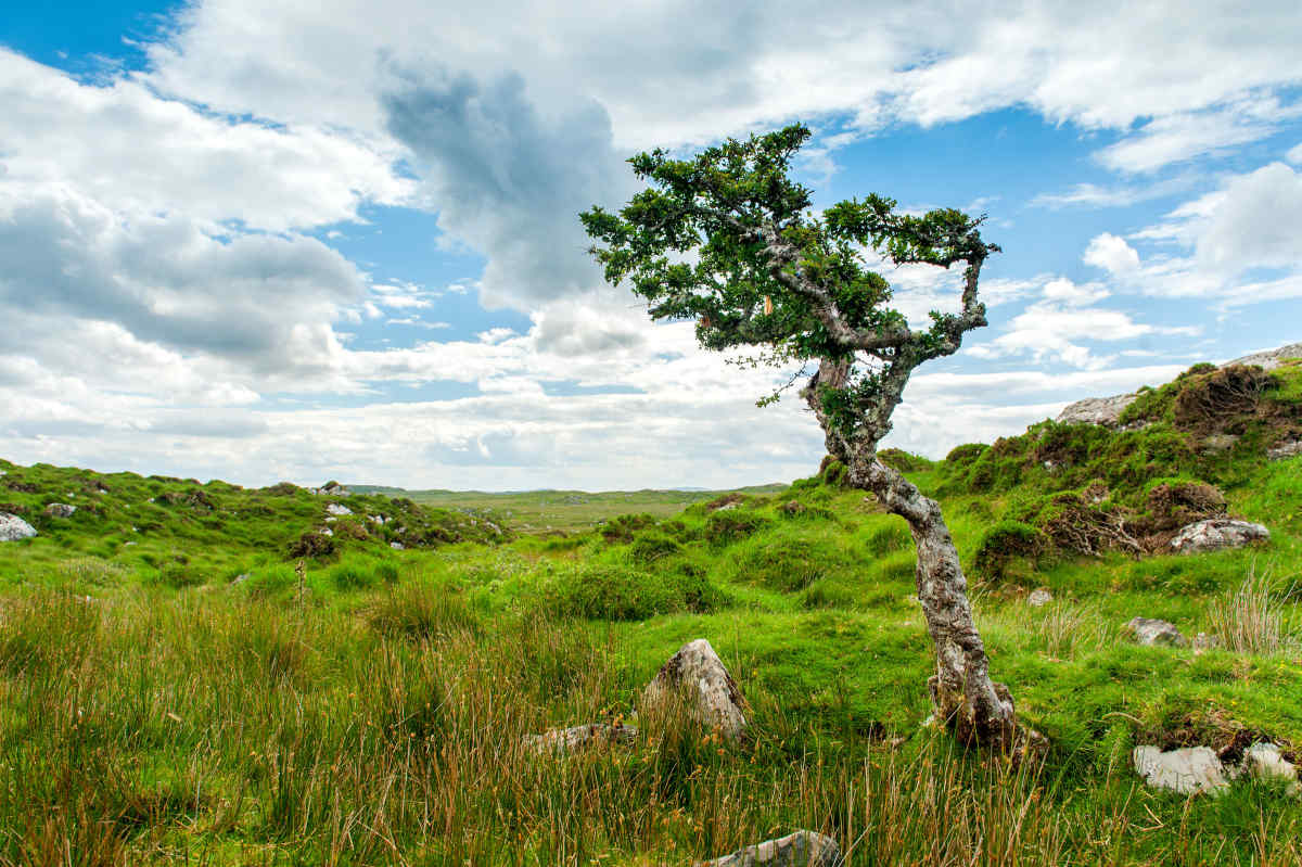 Find Your Heritage in Ireland - Holiday Package & Tour