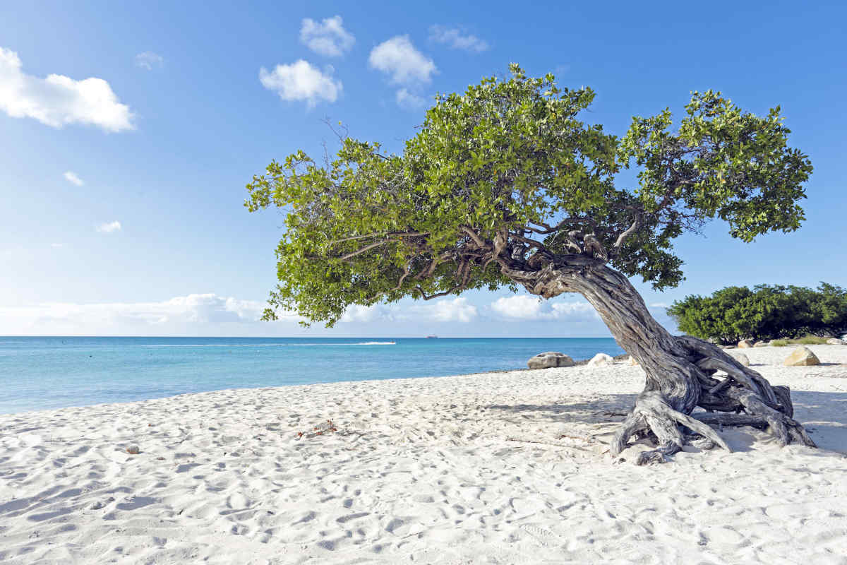 Vacation Package to Aruba | All-Inclusive Hotel Riu Palace Aruba ...
