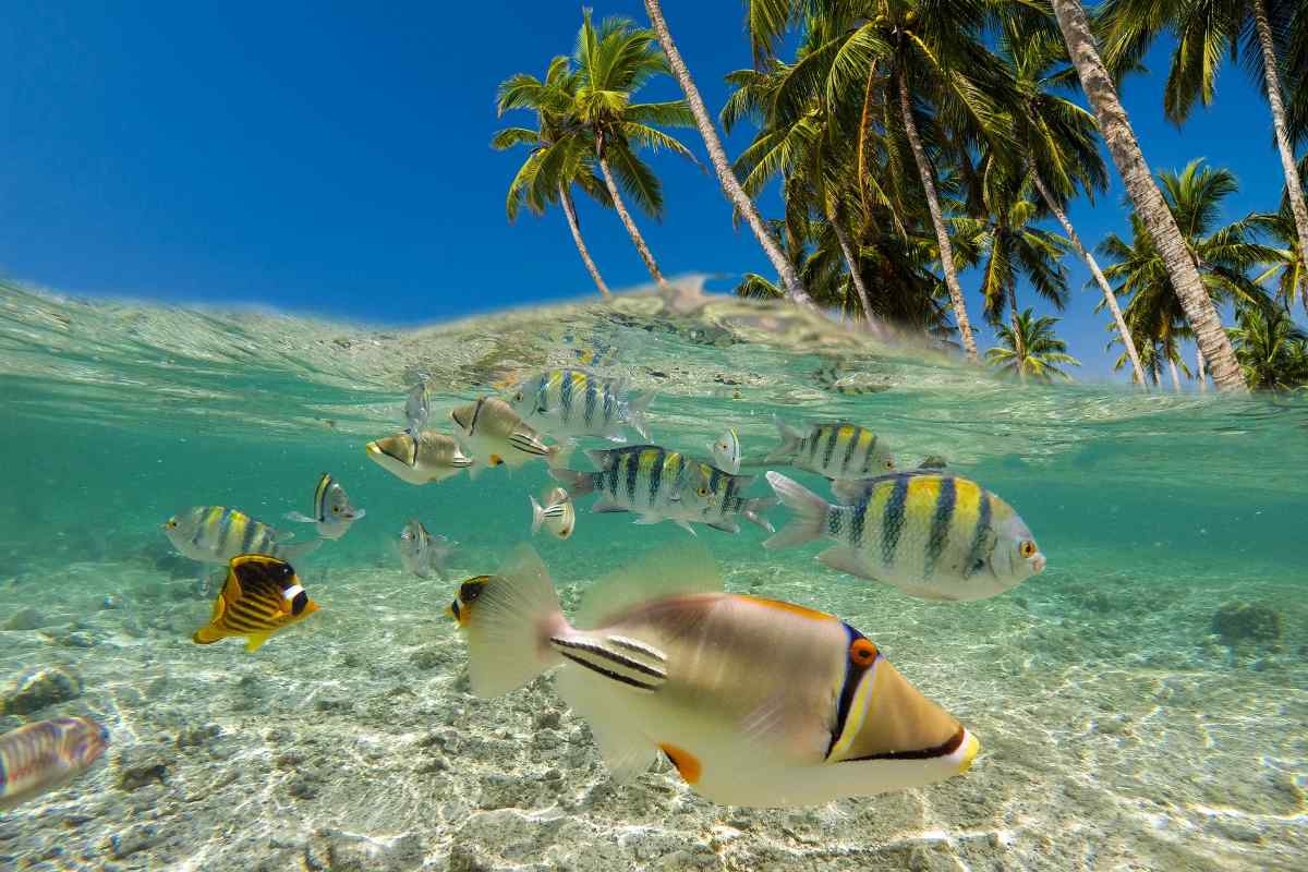 Fun in Fiji - Vacation Package & Tour