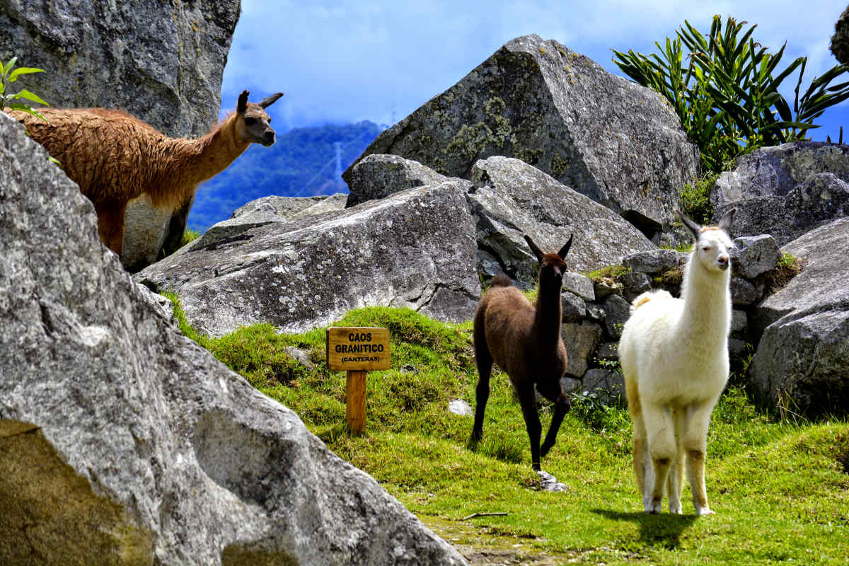 Ultimate Peru | Peru Vacation Packages | Great Value Vacations