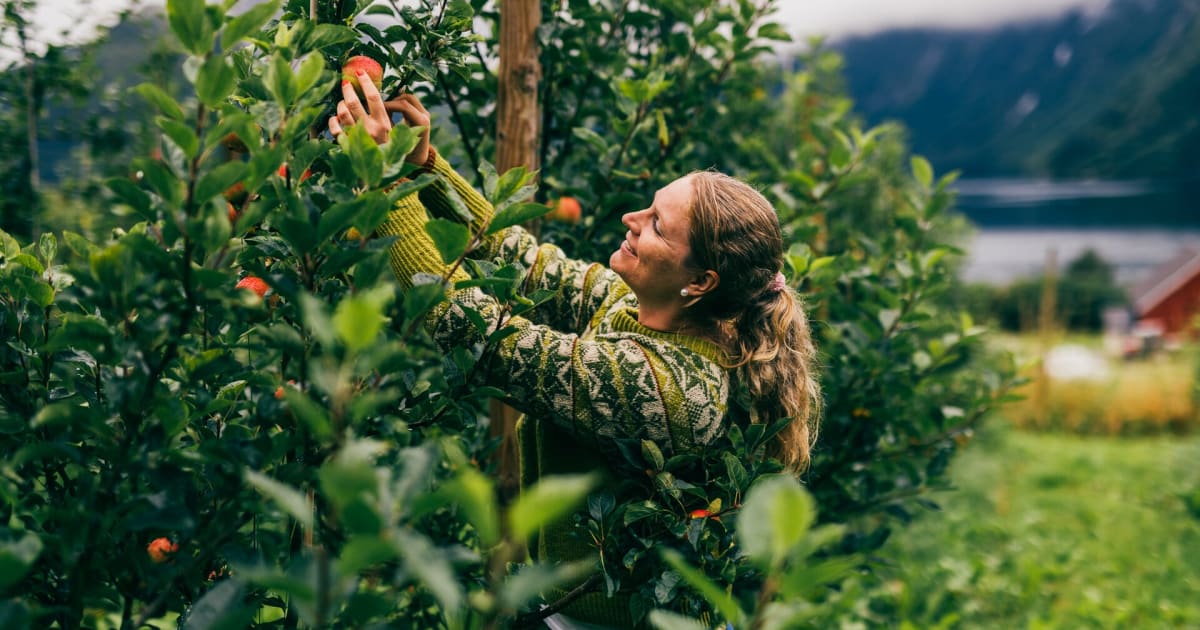 Guided tour and tasting at Hjørundfjord Apple Farm - Fjord Norway