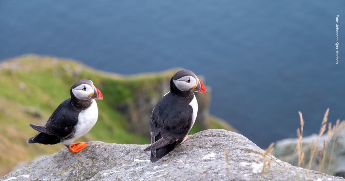 Puffin safari - guided mountain hike at Runde - Fjord Norway