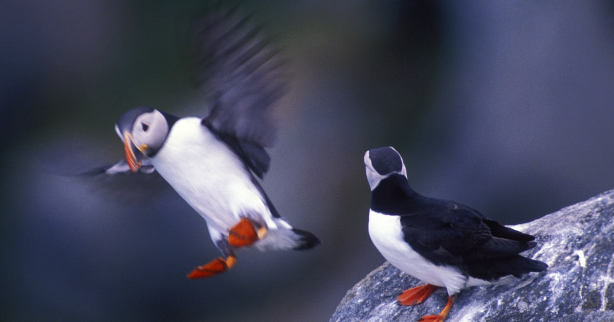 Puffin safari to Runde from Ålesund - Fjord Norway