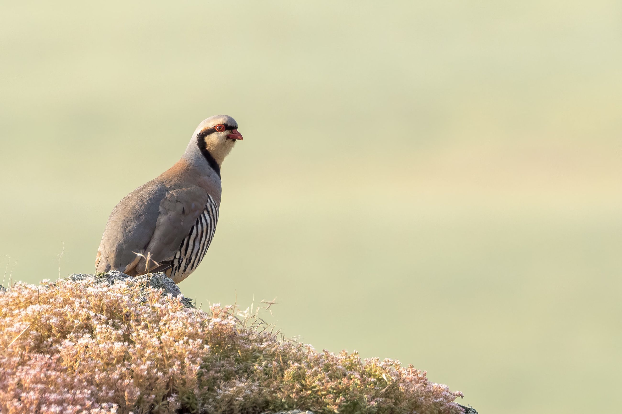 Chukar ~ Eastern Rodopi, Bulgaria
