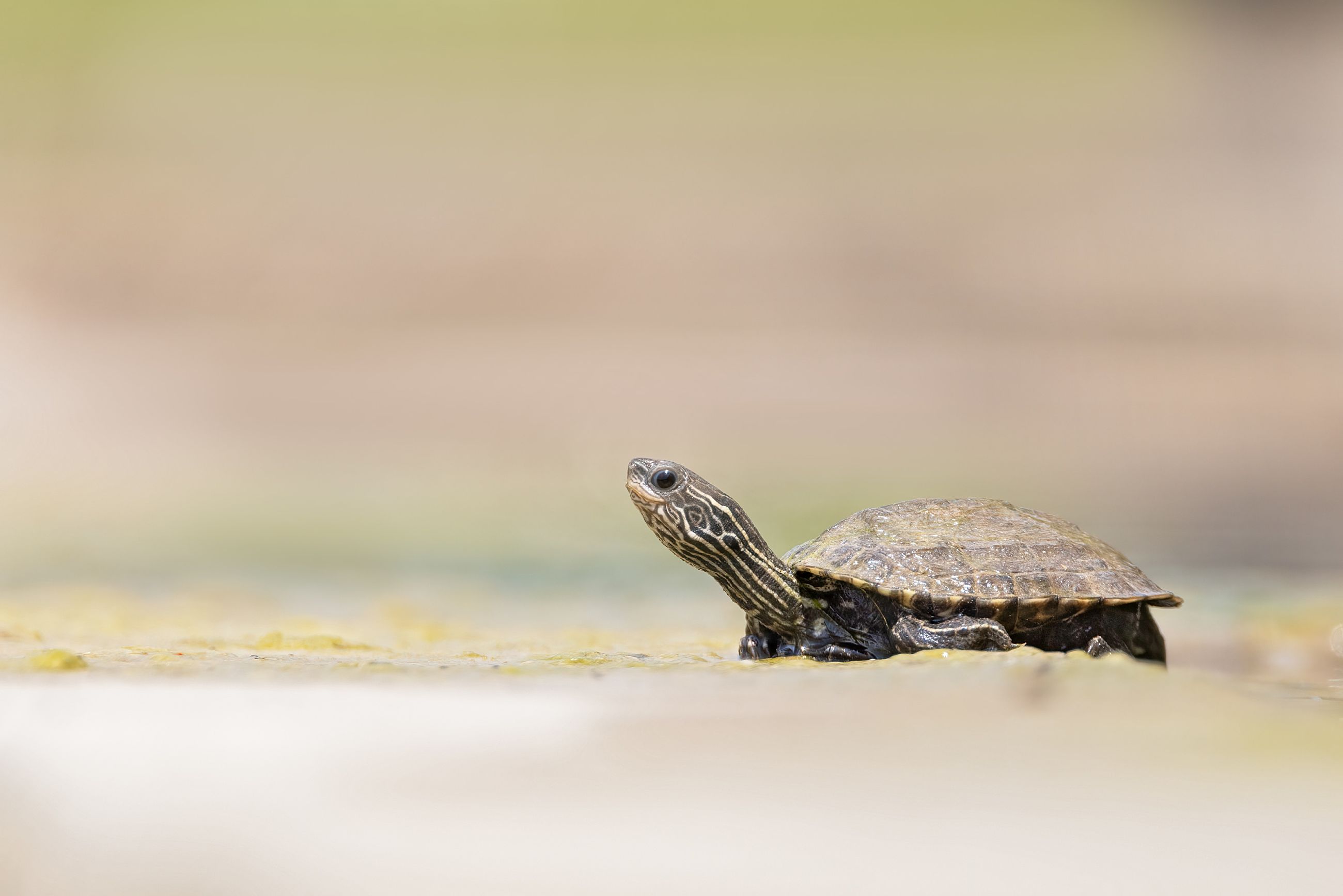 Balkan Pond Terrapins ~ Eastern Rodopi, Bulgaria