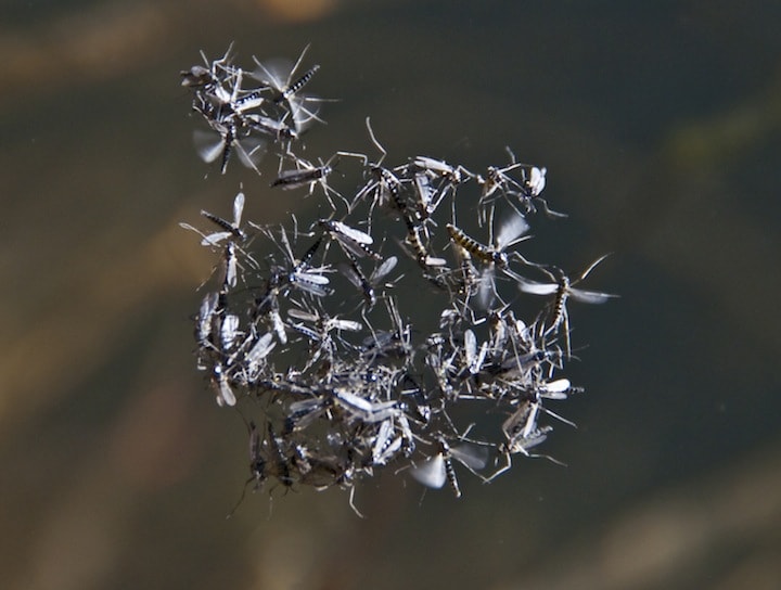 Winter Midges by Gene Rea - Colorado Fly Fishing Guides