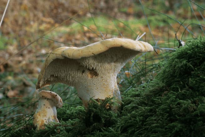 Top 10 Edible Mushrooms Every Beginner Forager Should Know