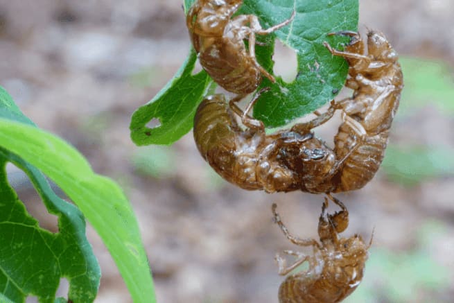 Hypersexual Zombie Cicadas Infected by Deadly Fungus in the Midwest