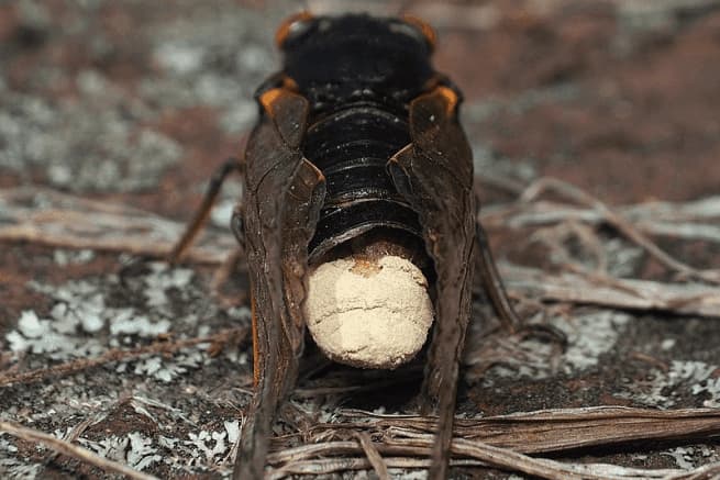 Hypersexual Zombie Cicadas Infected by Deadly Fungus in the Midwest