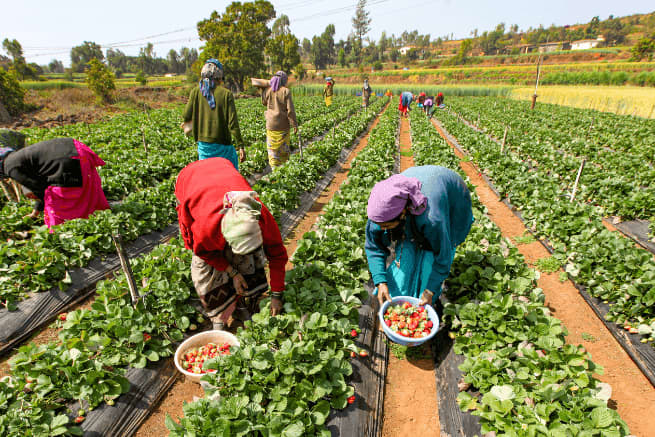 Defending Nature and Food Sovereignty: Justin Sardo of A Growing ...