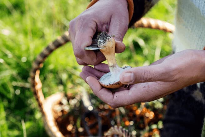 Top 10 Edible Mushrooms Every Beginner Forager Should Know