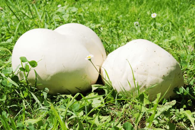 Top 10 Edible Mushrooms Every Beginner Forager Should Know