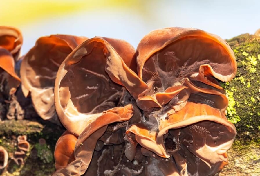 chitin fungi function