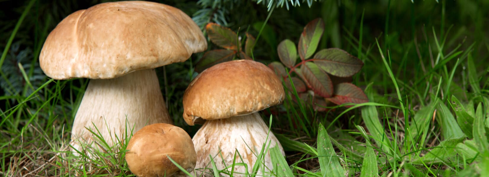 The Complete Guide to Porcini Mushrooms - Shroomer