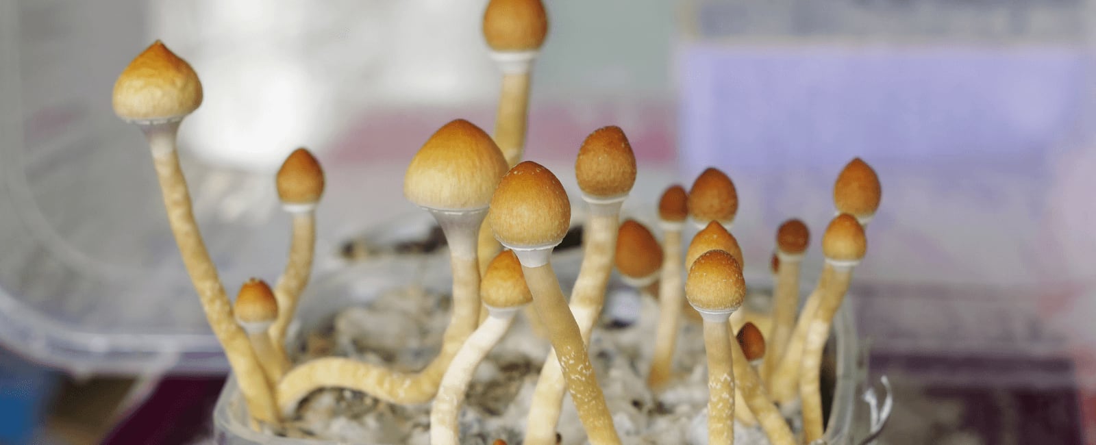 Johns Hopkins Study Examines Psilocybin's Impact on Body Weight and ...
