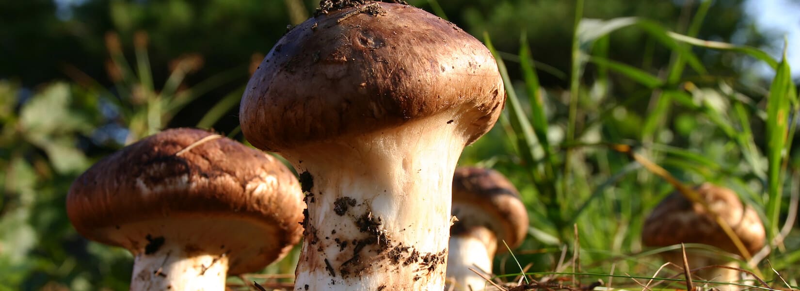 The Complete Guide to Matsutake Mushrooms - Shroomer