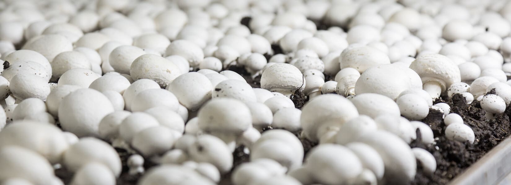 The Complete Guide to White Mushrooms - Shroomer