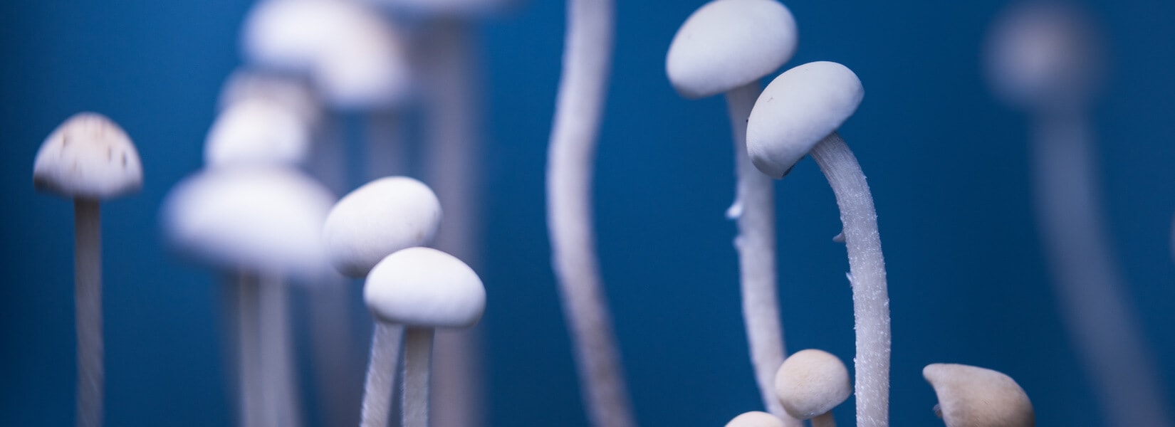 The Complete Guide to Blue Meanies - Shroomer