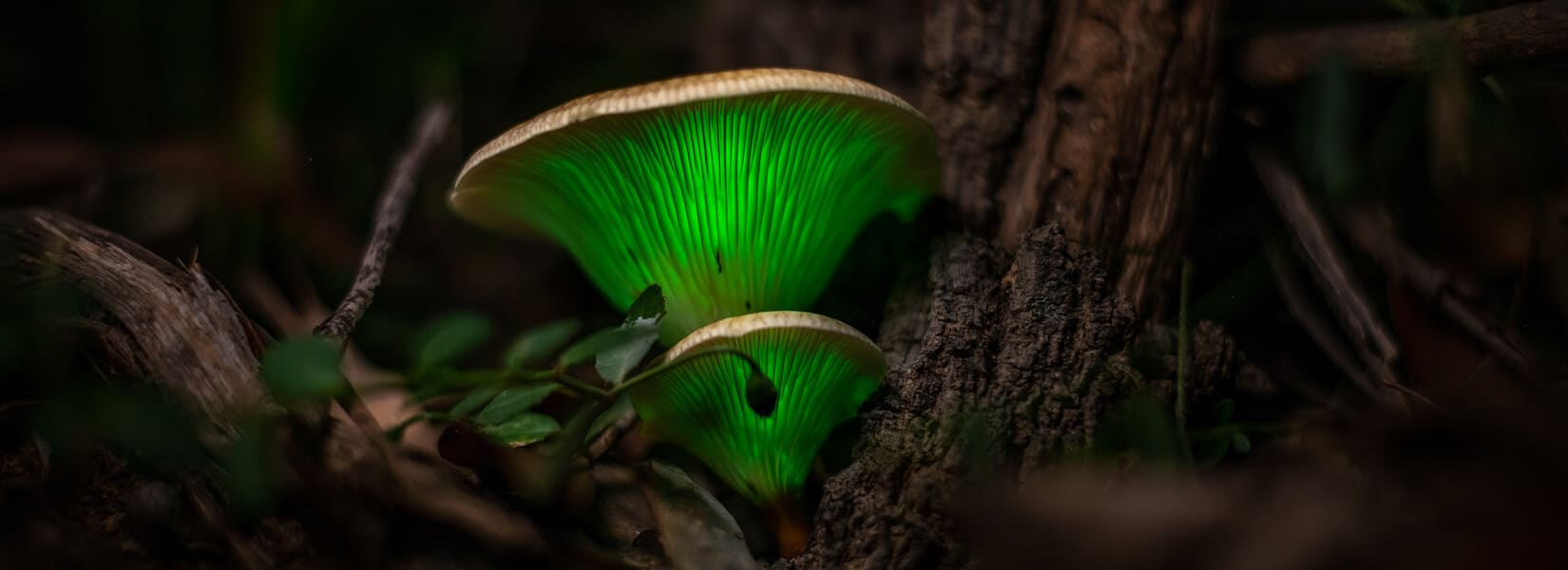 The Complete Guide to Ghost Mushrooms - Shroomer