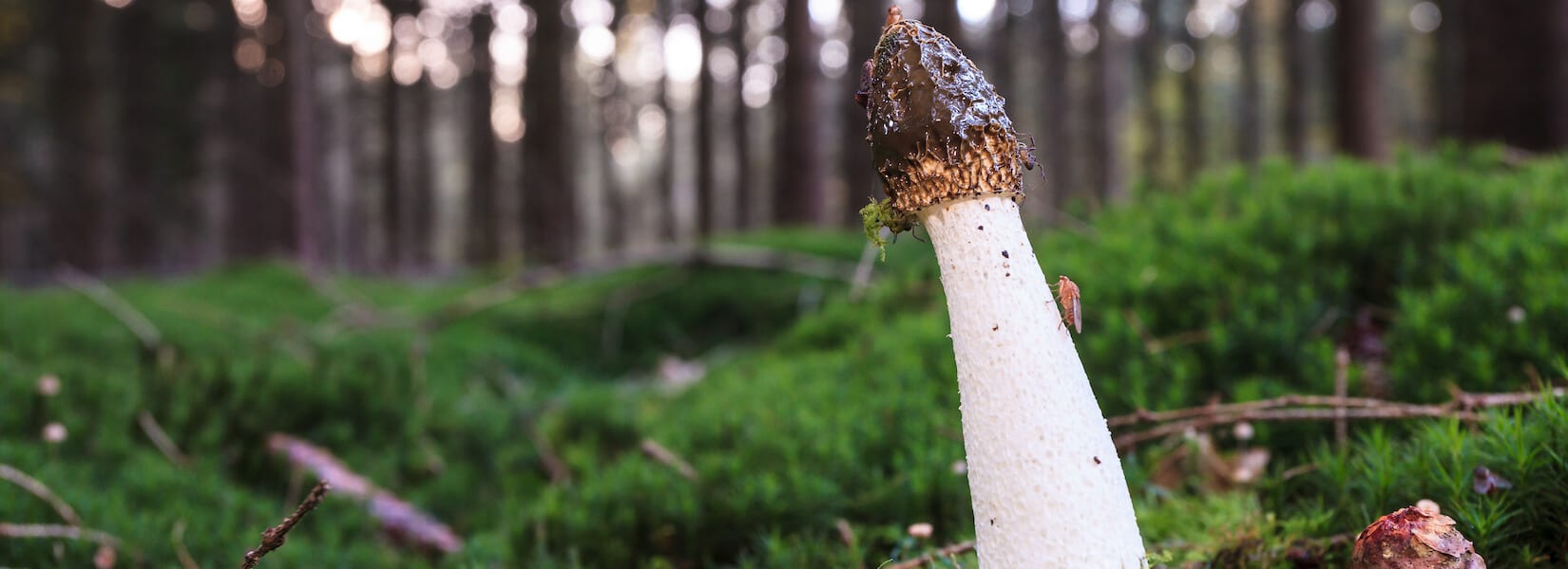 The Complete Guide to Stinkhorn Mushrooms - Shroomer