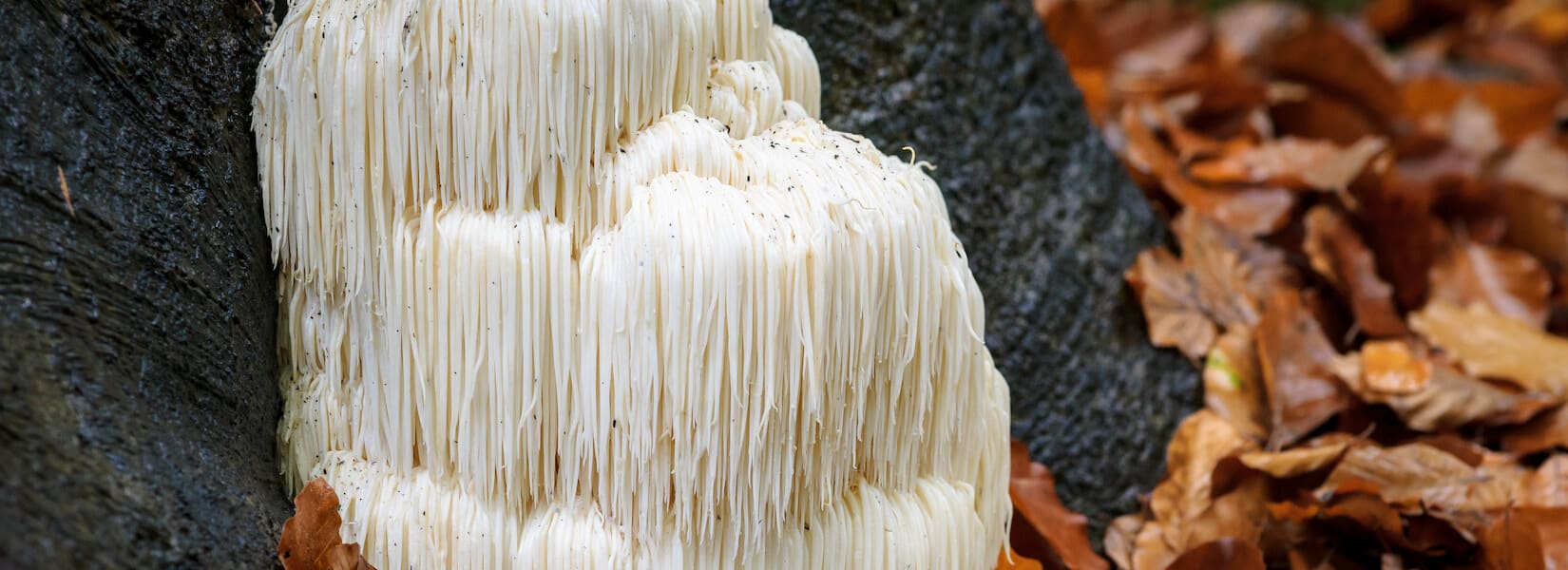 The Complete Guide to Lion’s Mane Mushrooms - Shroomer