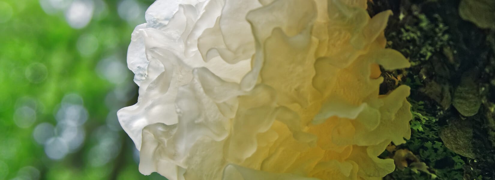 The Complete Guide to Silver Ear Mushrooms - Shroomer