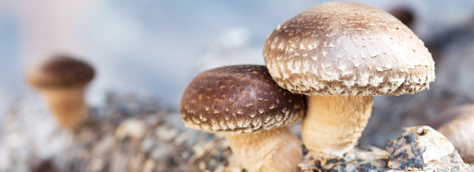 The Complete Guide to Shiitake Mushrooms - Shroomer