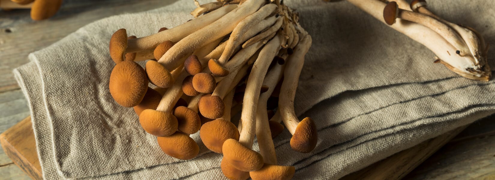 The Complete Guide to Pioppino Mushrooms - Shroomer