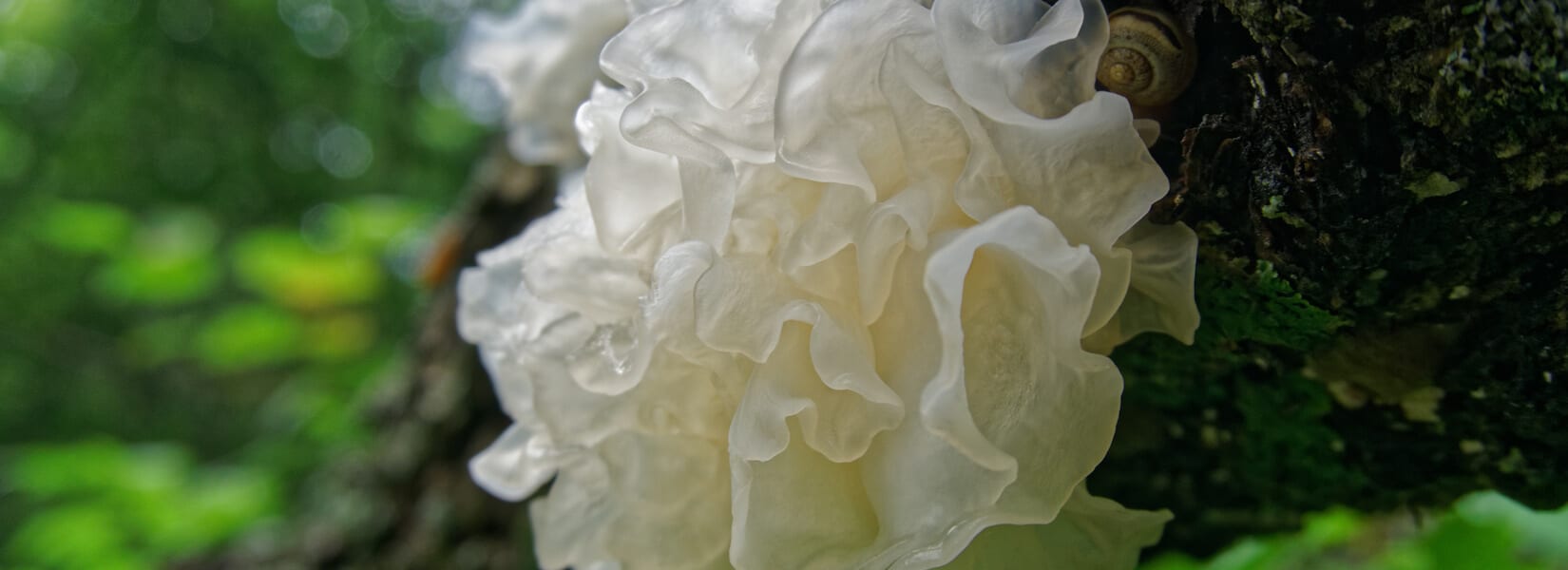 The Complete Guide to Snow Mushrooms - Shroomer