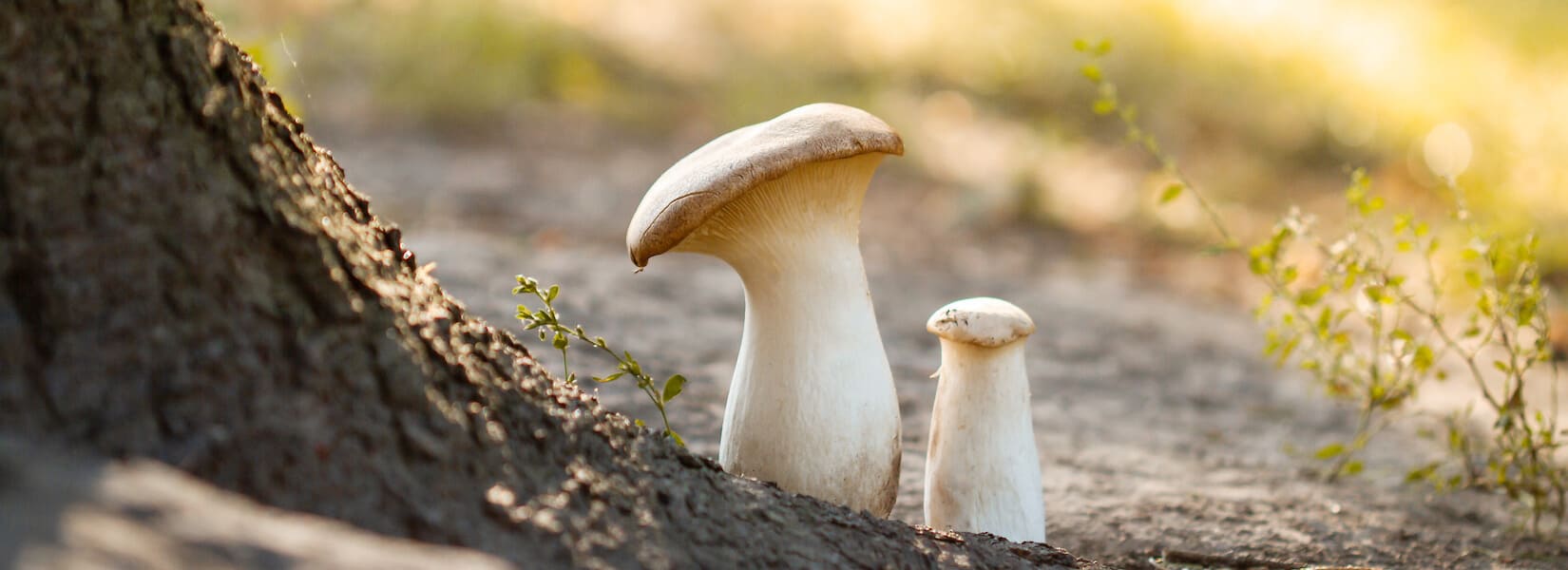 The Complete Guide to King Oyster Mushrooms - Shroomer