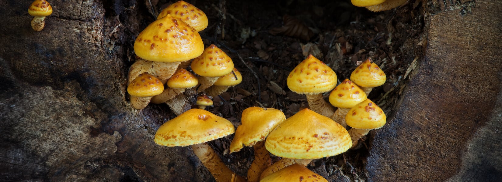 The Complete Guide to Pholiota Adiposa - Shroomer