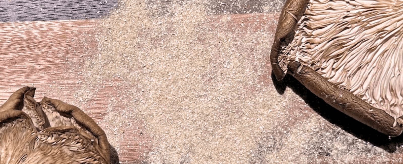 How to Make Delicious & Nutritious Mushroom Powder - Shroomer