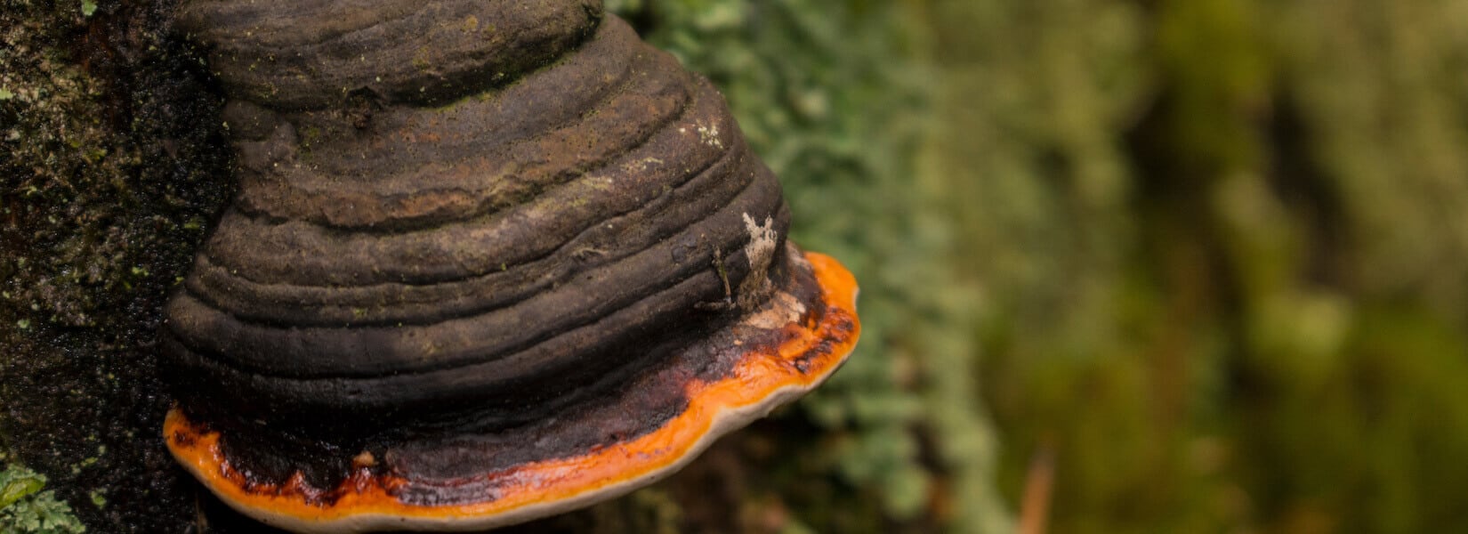 The Complete Guide to Chaga Mushrooms - Shroomer