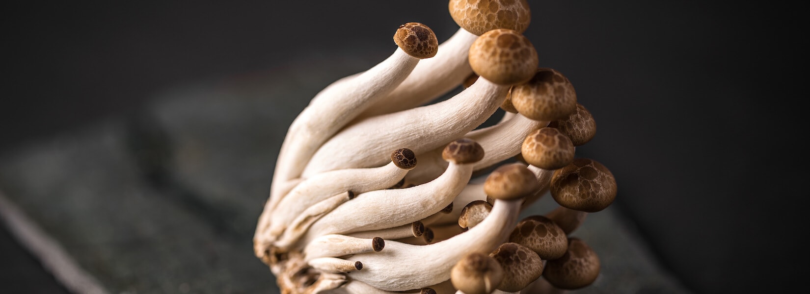 The Complete Guide to Shimeji Mushrooms - Shroomer