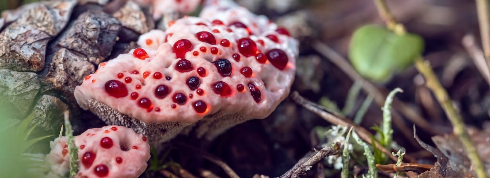 The Complete Guide to Bleeding Tooth Fungus - Shroomer